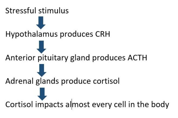 Minimizing the impacts of chronic stress. How to decrease cortisol - Dr ...