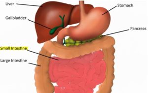How can you tell if your small intestine is healthy or damaged? - Dr ...