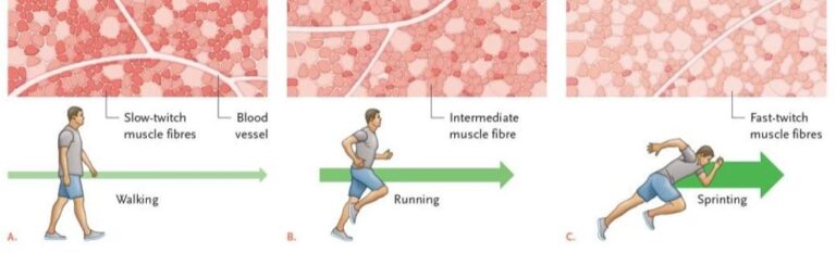 aerobic exercise Archives - Dr Wendi's Health