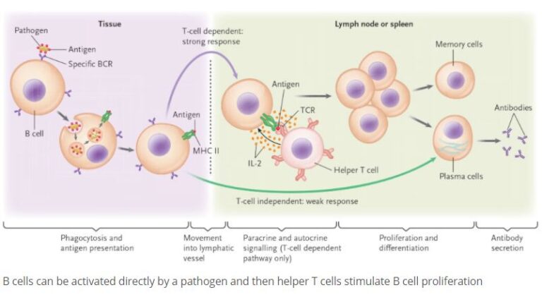 How does immunity work? - Dr Wendi Health