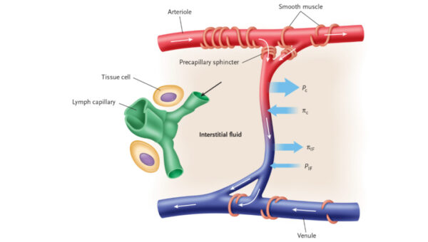 hydrostatic pressure Archives - Dr Wendi Health